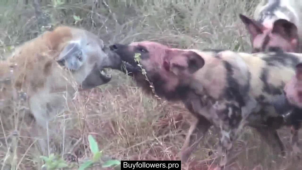 Salvaje Perros Caza Hiena - Os cães selvagens Caça da hiena - YouTube