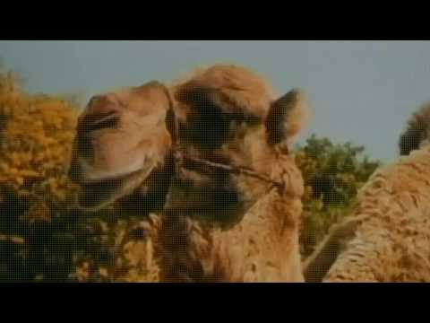 Der Halunke Dr Popaul  1972