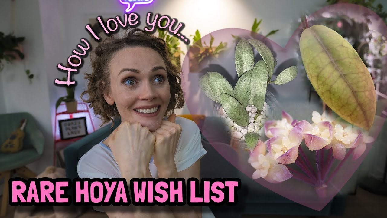RARE HOYA WISHLIST | EXPENSIVE HOYAS - YouTube