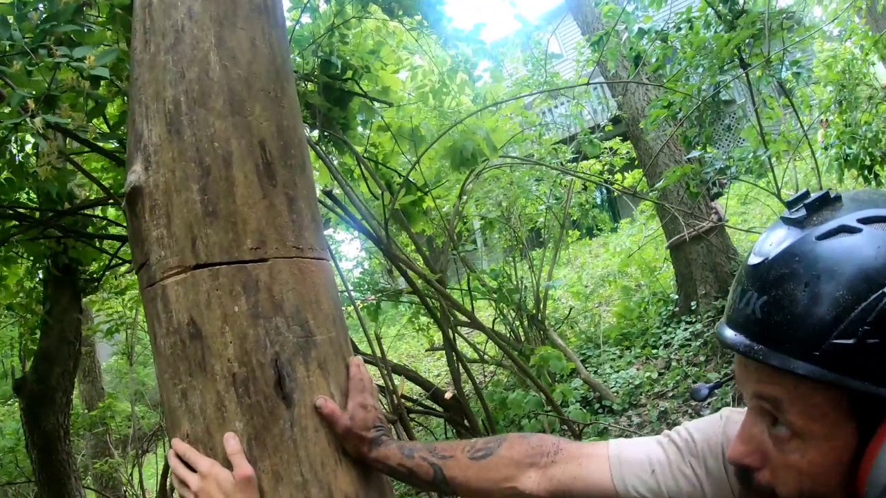 Hanging some nasty trees 🌳 at multiple houses and then a slammer - YouTube