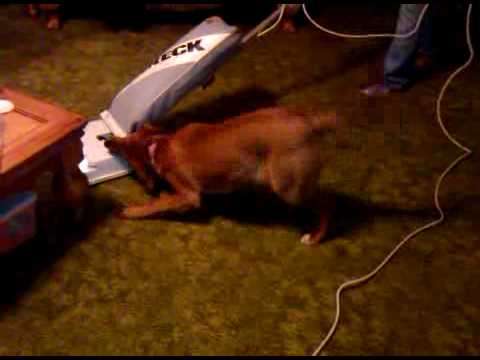 Hilarious!!..Dog attacking Vacuum! - YouTube