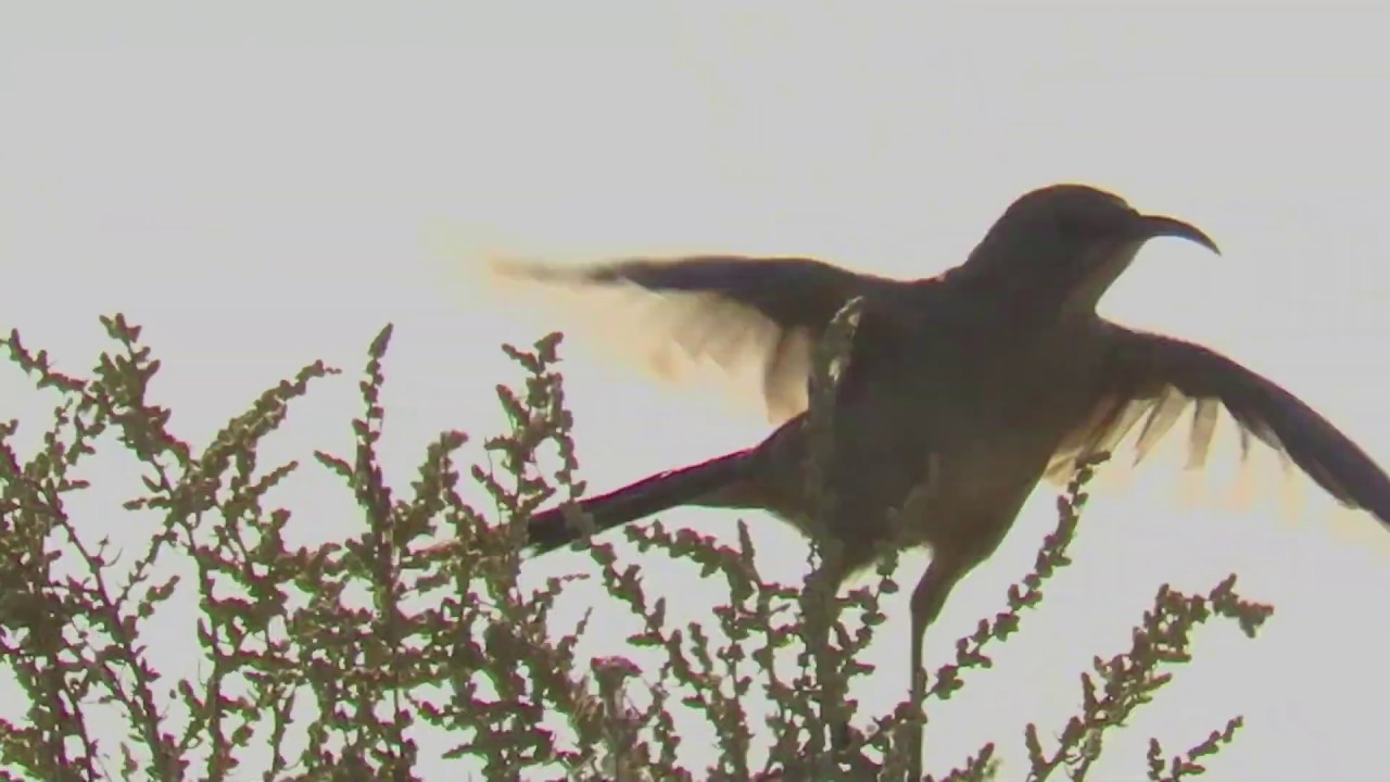 Le Conte’s Thrasher (Toxostoma lecontei) - Calling Singing Chattering ...
