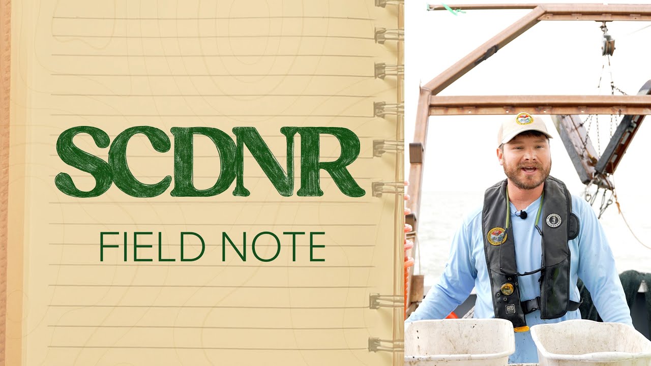 SCDNR Field Notes: Trawling the Tides of Charleston - YouTube