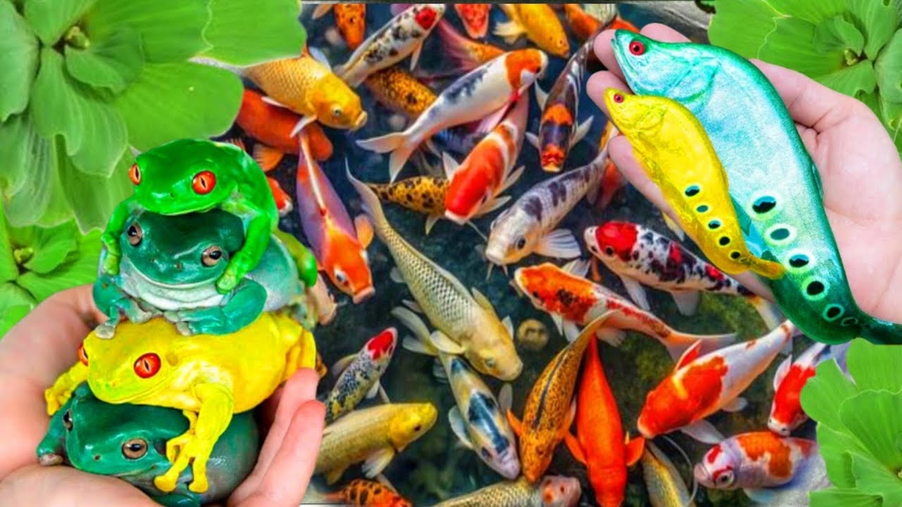 Catch Nest Tiny Colorful Pacman Frogs InTiny Pond, Aquarium Fish ...
