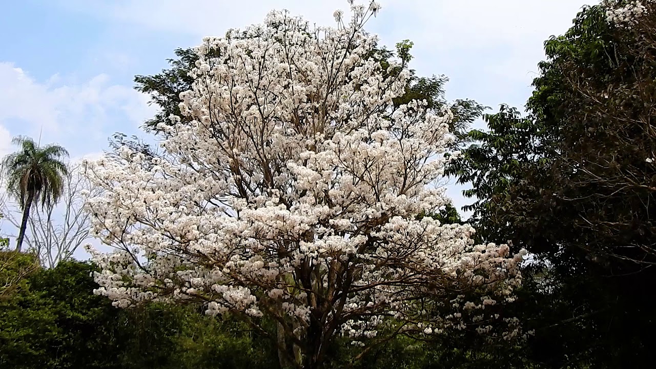IPÊ BRANCO, IPÊ-FLORIDO (TABEBUIA ROSEOALBA - BIGNONIA ROSEO-ALBA ...