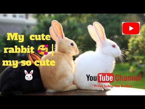 cute 🥰 rabbit | so cute 🥰 rabbit, | world's cutest rabbit | cute bunny ...