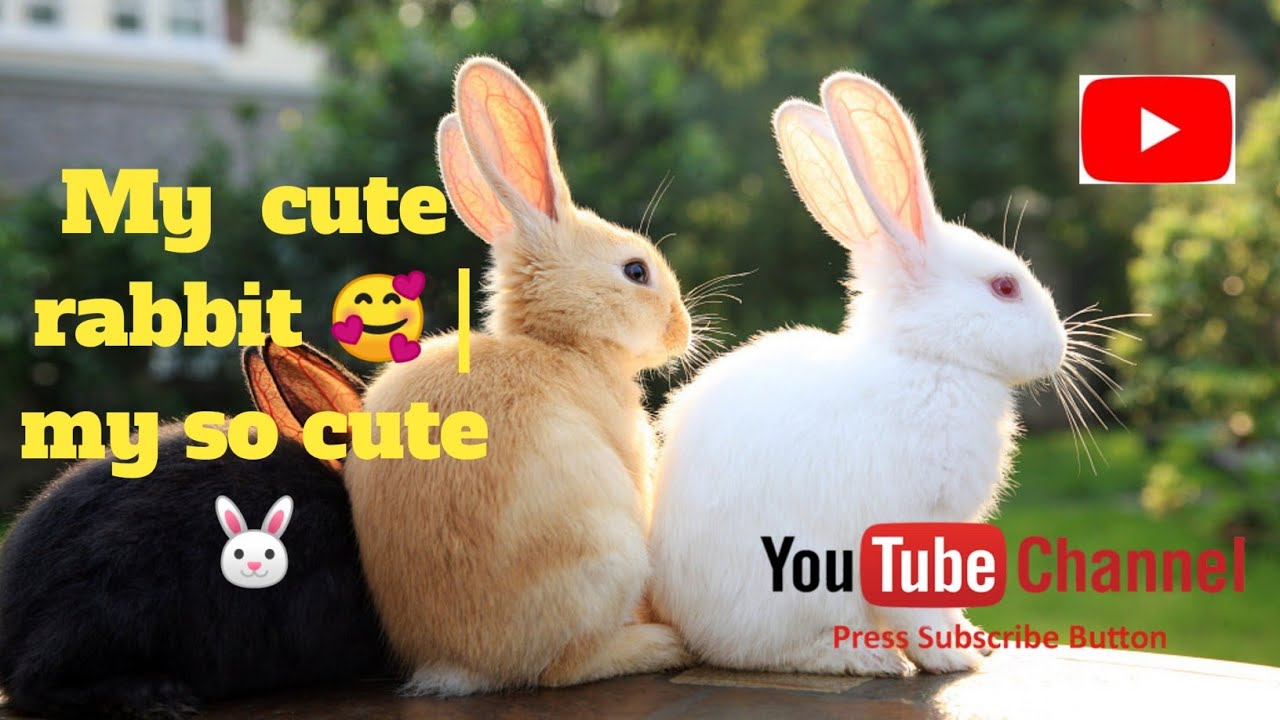 cute 🥰 rabbit | so cute 🥰 rabbit, | world's cutest rabbit | cute bunny ...