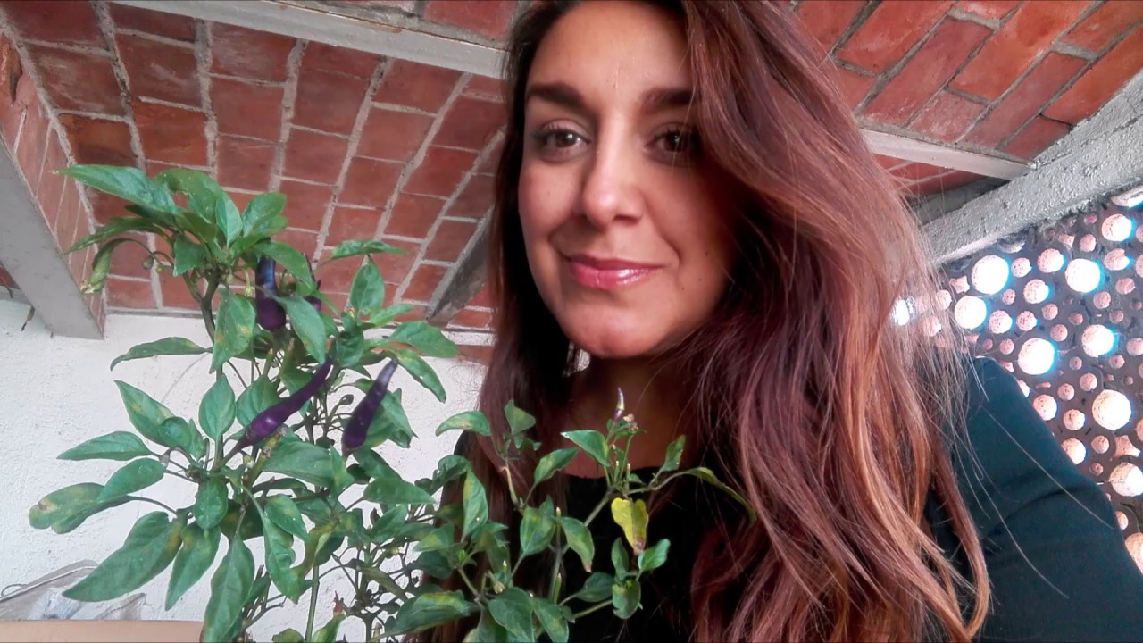 COSECHA DE CHILE PAYASO// EXTRACCION DE SEMILLAS PARA NUEVA SIEMBRA ...