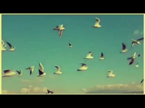 Bitlis’te Beş Minare - Aziz Ekinci
