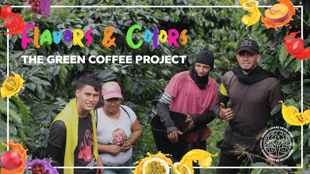 🌈 Flavors & Colors | Discover this green coffee project! 🌲☕ - YouTube