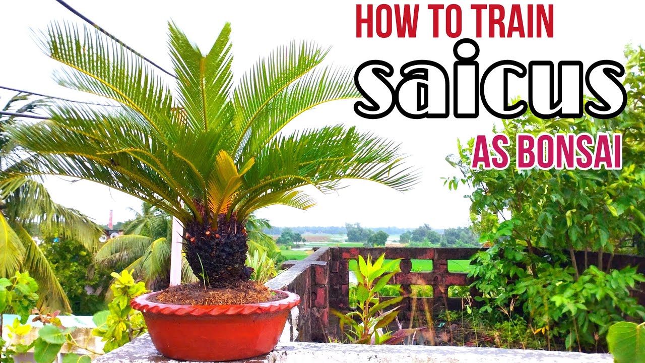How to train Cycas as bonsai। Cycas (Saicus) plant care, - YouTube