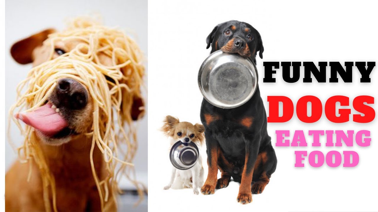 funny dog food eating - YouTube