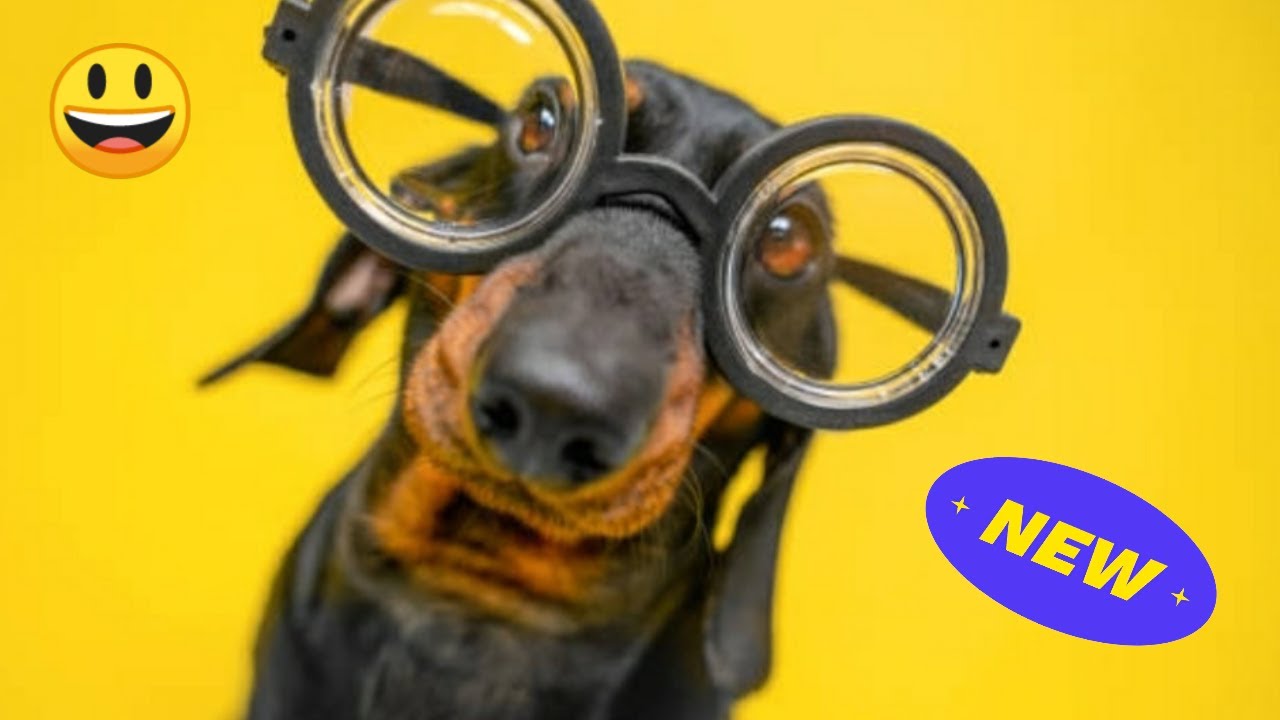 🔥The Funniest Dog Compilation 😆Paws for Laughter 🔥 - YouTube