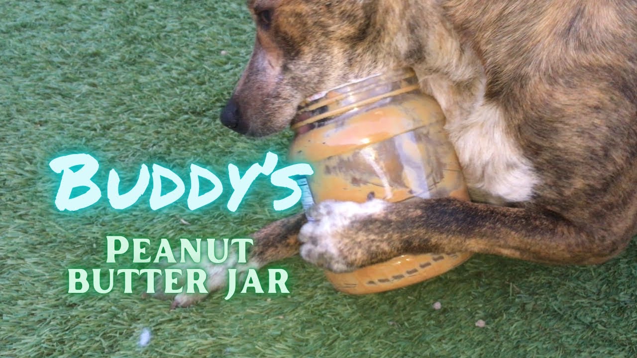 Buddy’s Peanut Butter Jar - YouTube