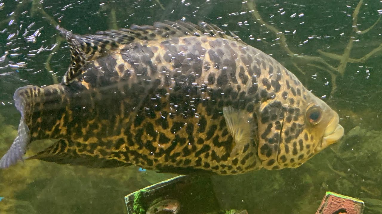 Feeding Some Fish - YouTube