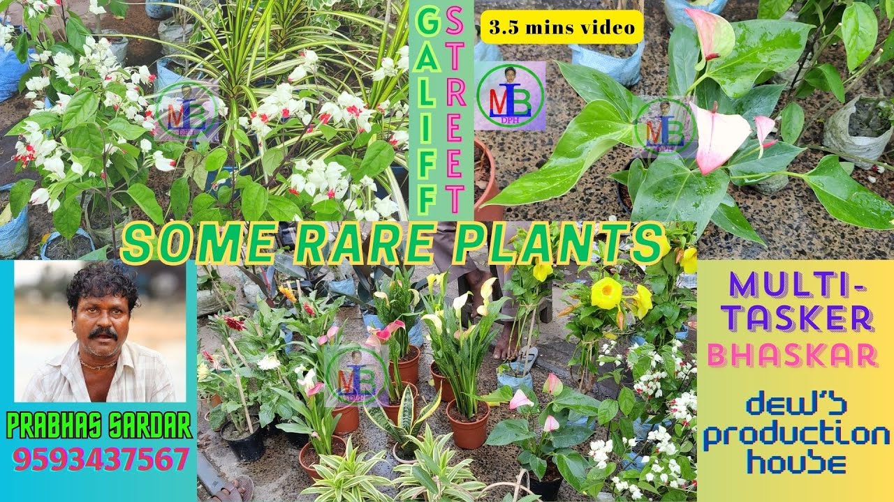 RARE & EXOTIC | INDOOR & OUTDOOR | TREES & PLANTS | FOR SALE | GALIFF ...
