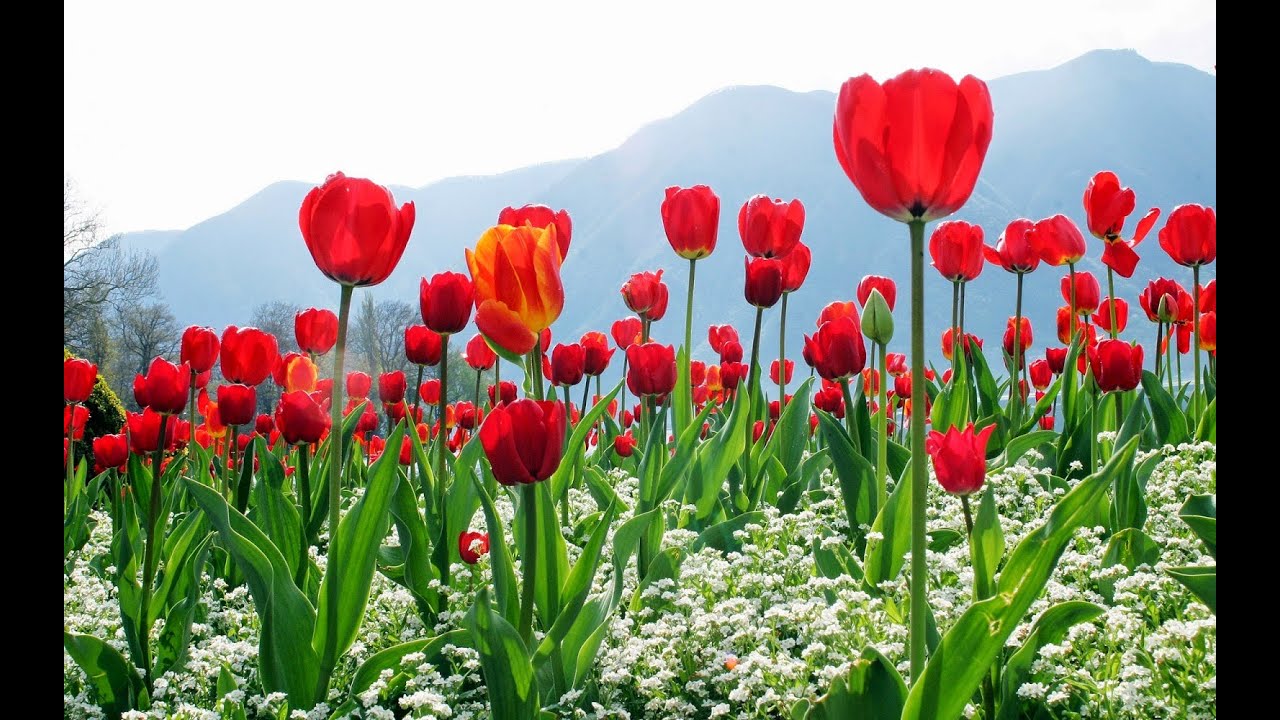 Hoa Tulip Cam - YouTube