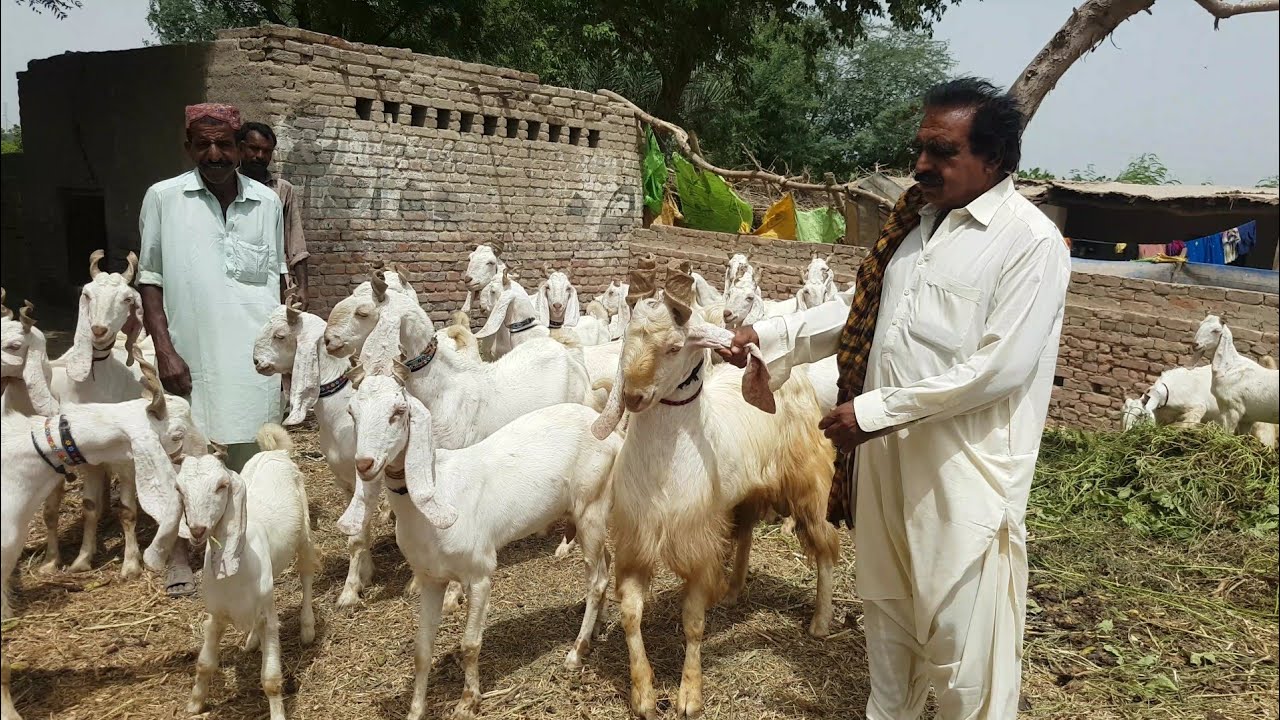 Worlds Rare Goat Breed with Amazing Horns - YouTube