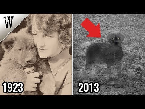 7 Chilling & Comforting PET GHOST STORIES - YouTube