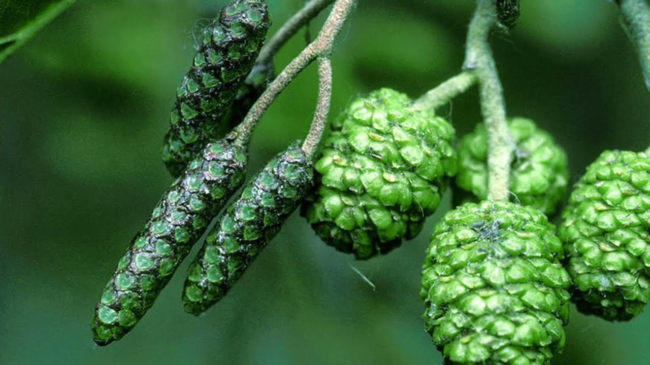 Alder trees and plants uses and Medical benefits - YouTube