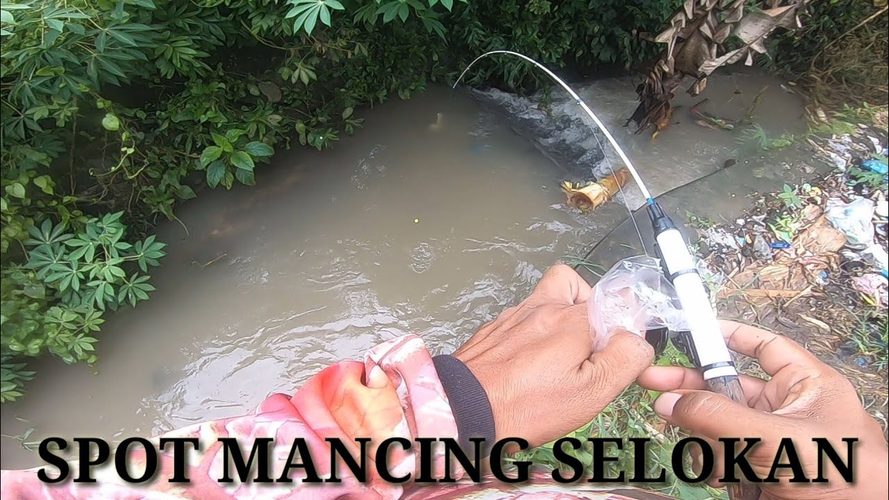 MICRO FISHING‼️MANCING WADER CAKUL (barbodes binotatus) DI SELOKAN ...