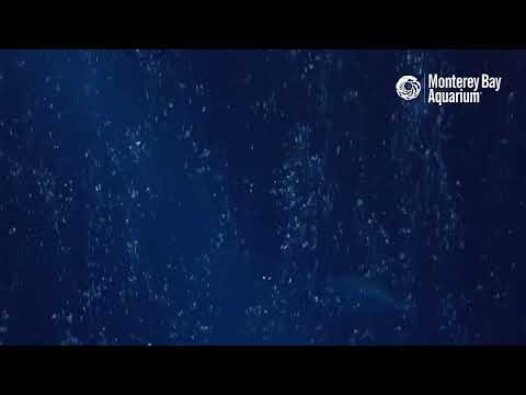 The Open Sea Cam is a bubble bath for the mind | Monterey Bay Aquarium Open Sea Cam