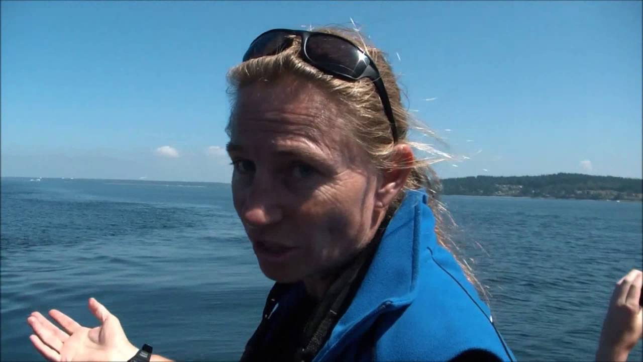 Orca Rescue Operation - YouTube