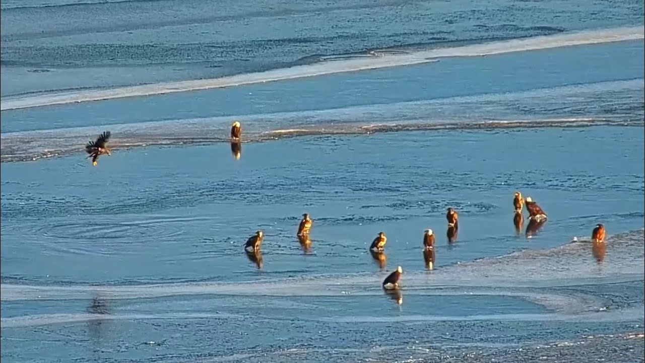 Great Spirit Bluff Falcons. Eagles hunting duck - explore.org 12-04 ...