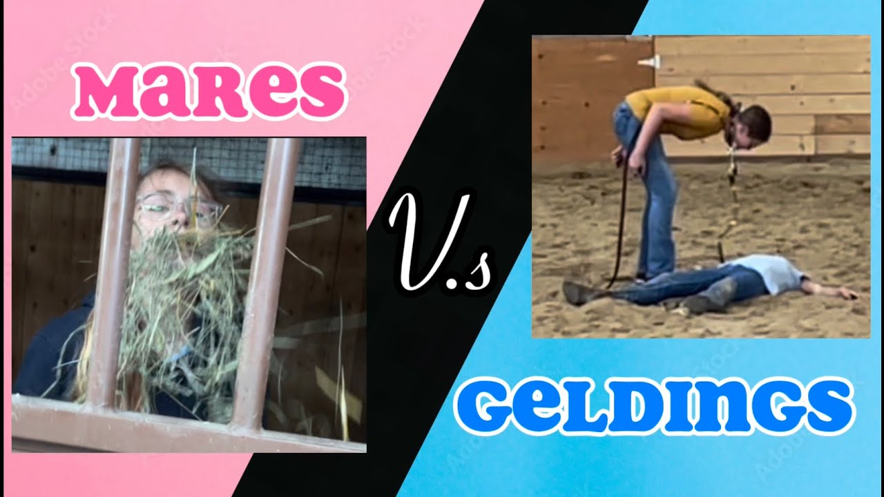 Mares V.S Geldings *funny* - YouTube