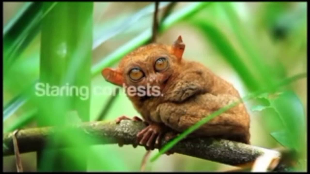 Philippines Promotional Video - Filipinler Tanıtım Videosu - YouTube