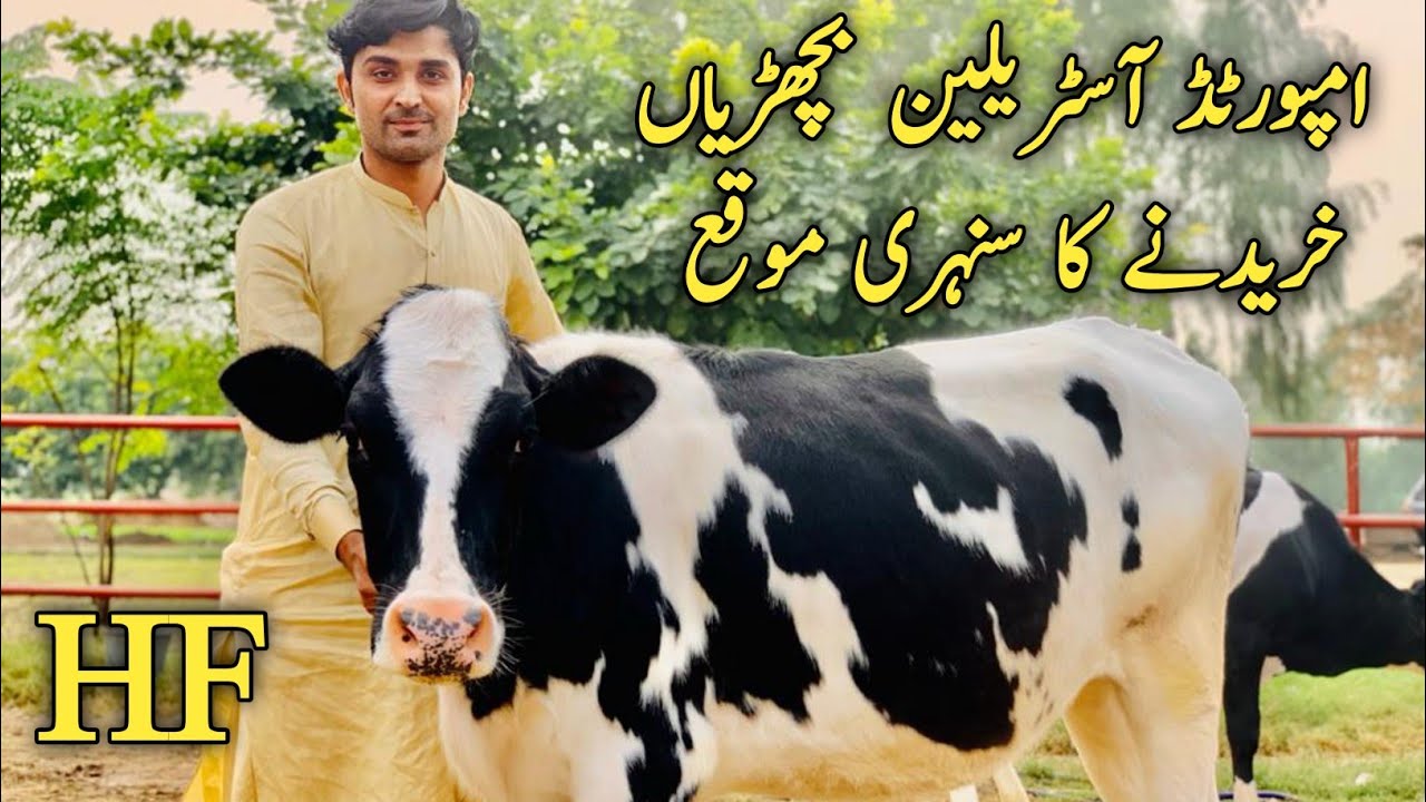imported Australian Female Calf | HF Heifers | Best Breed ever | Jani ...