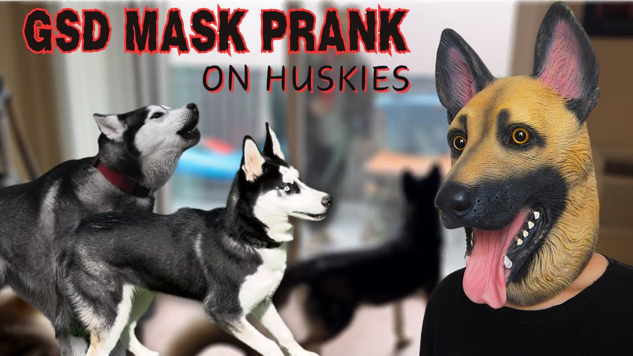 Husky Pranked By Dog Mask! Funny Dogs React To Dog Costume! - YouTube