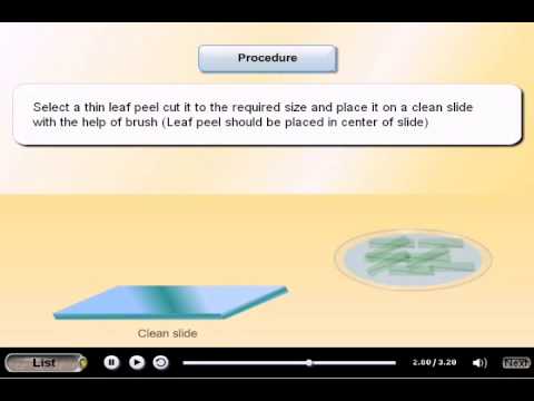 To prepare a temporary mount of a leaf peel - YouTube