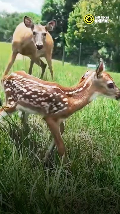 How Baby Deer Avoid Predators? - YouTube