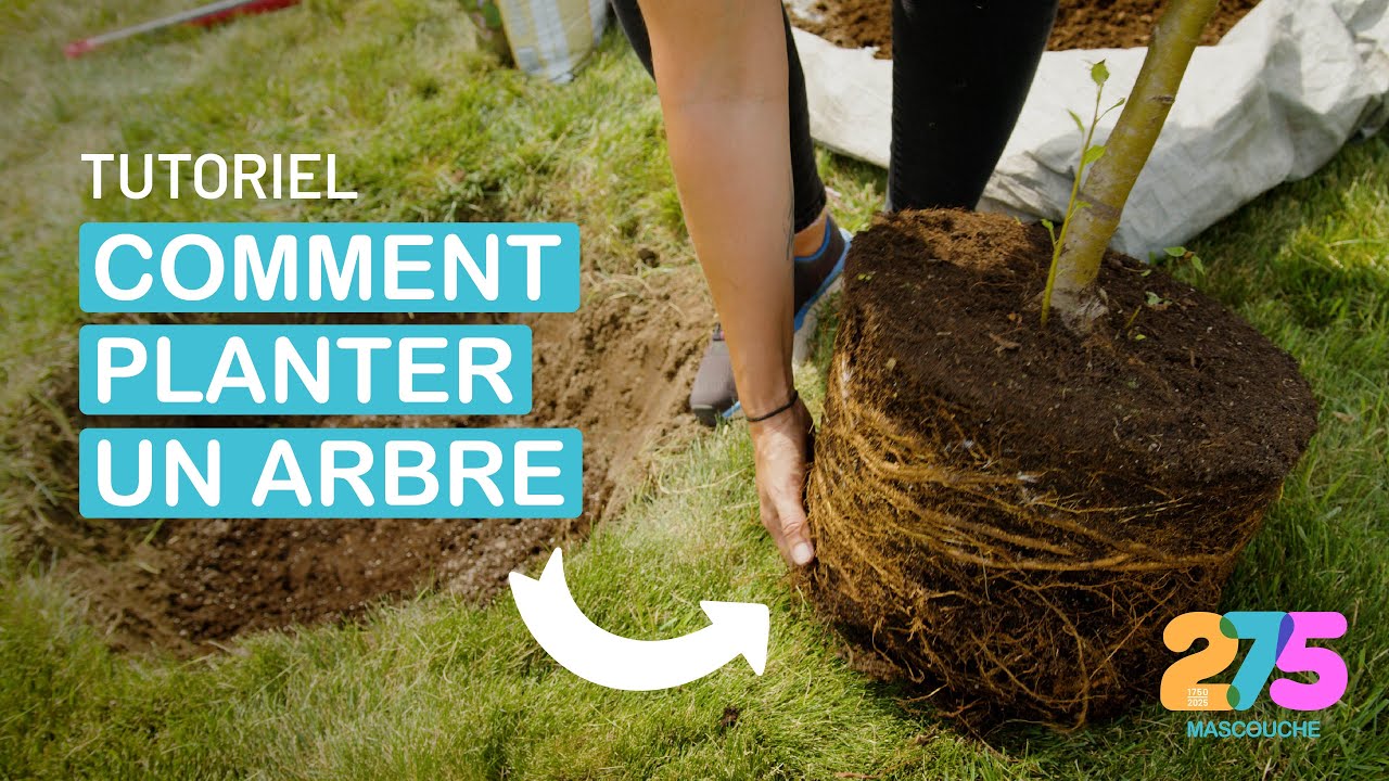 Comment bien planter son arbre - YouTube