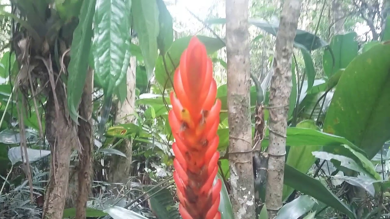 Bromélia Vriesea incurvata. - YouTube