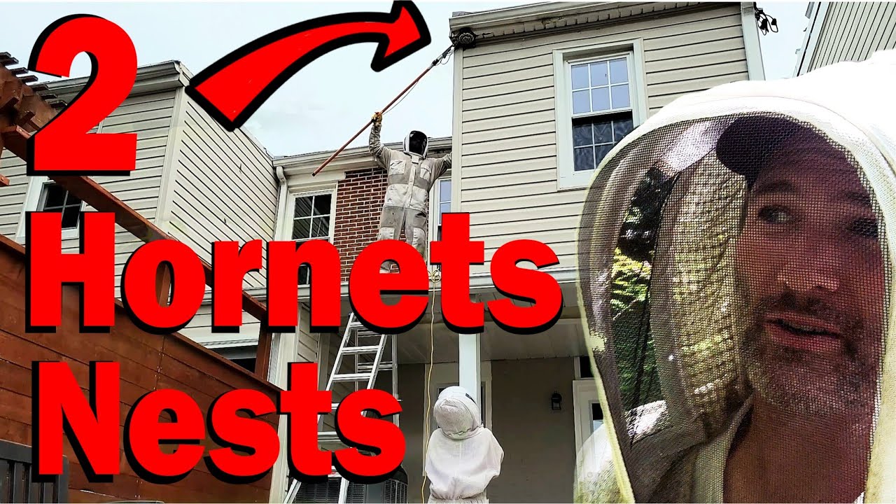 2 Bald Faced Hornets Nests On The Same House Wasp Nest Removal YouTube 2-bald-faced-hornets-nests-on-the-same-house-wasp-nest-removal-youtube