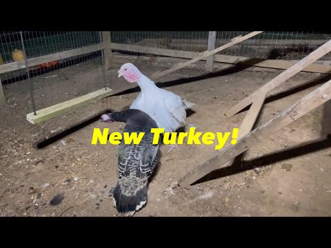 New Bronze Turkey Hen On The Farm! - YouTube