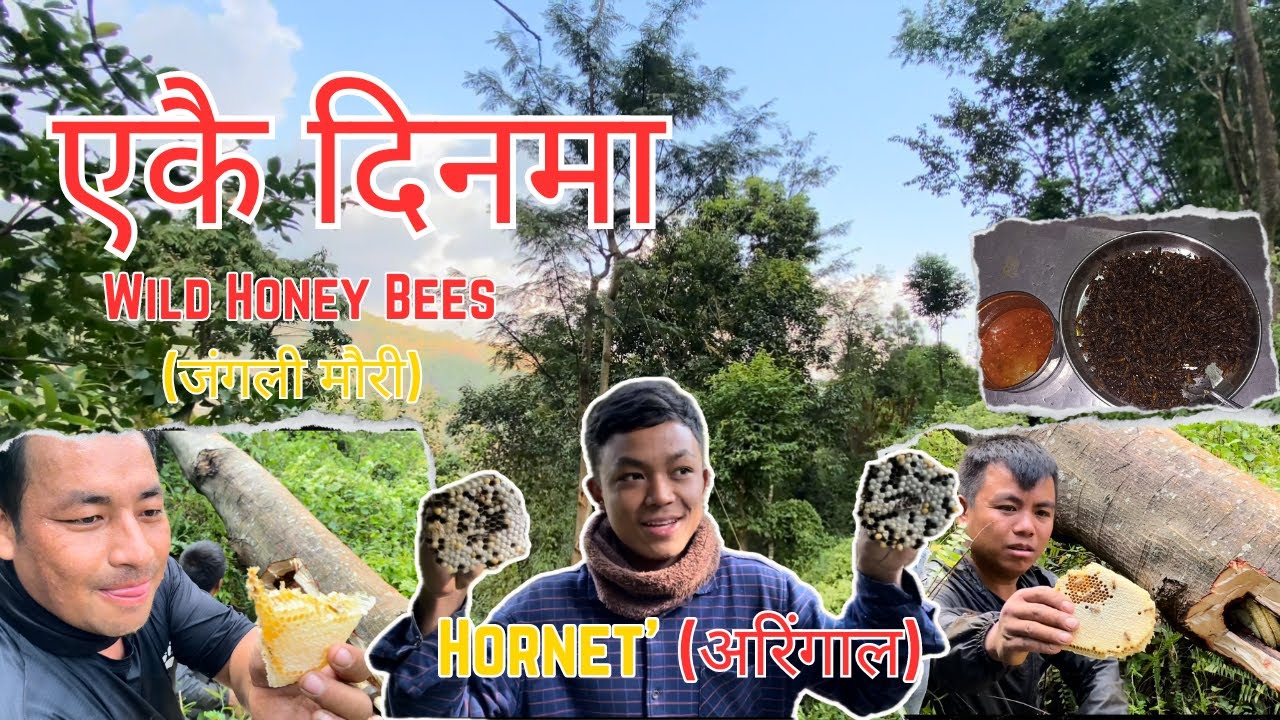 'Aringal' (अरिंगाल) | जंगली मौरी | कसरी समात्ने? - YouTube