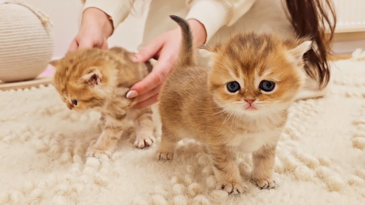 Our Fun time with cute Bassy's kittens 🥰 Marzipan, Biscuit, Vanilla and ...