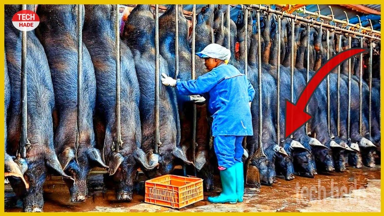 Mesin Potong Babi Hitam Spanyol Jamon Iberico || Babi termahal didunia ...