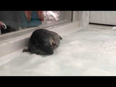 Osaka aquarium - seal eating ice - YouTube