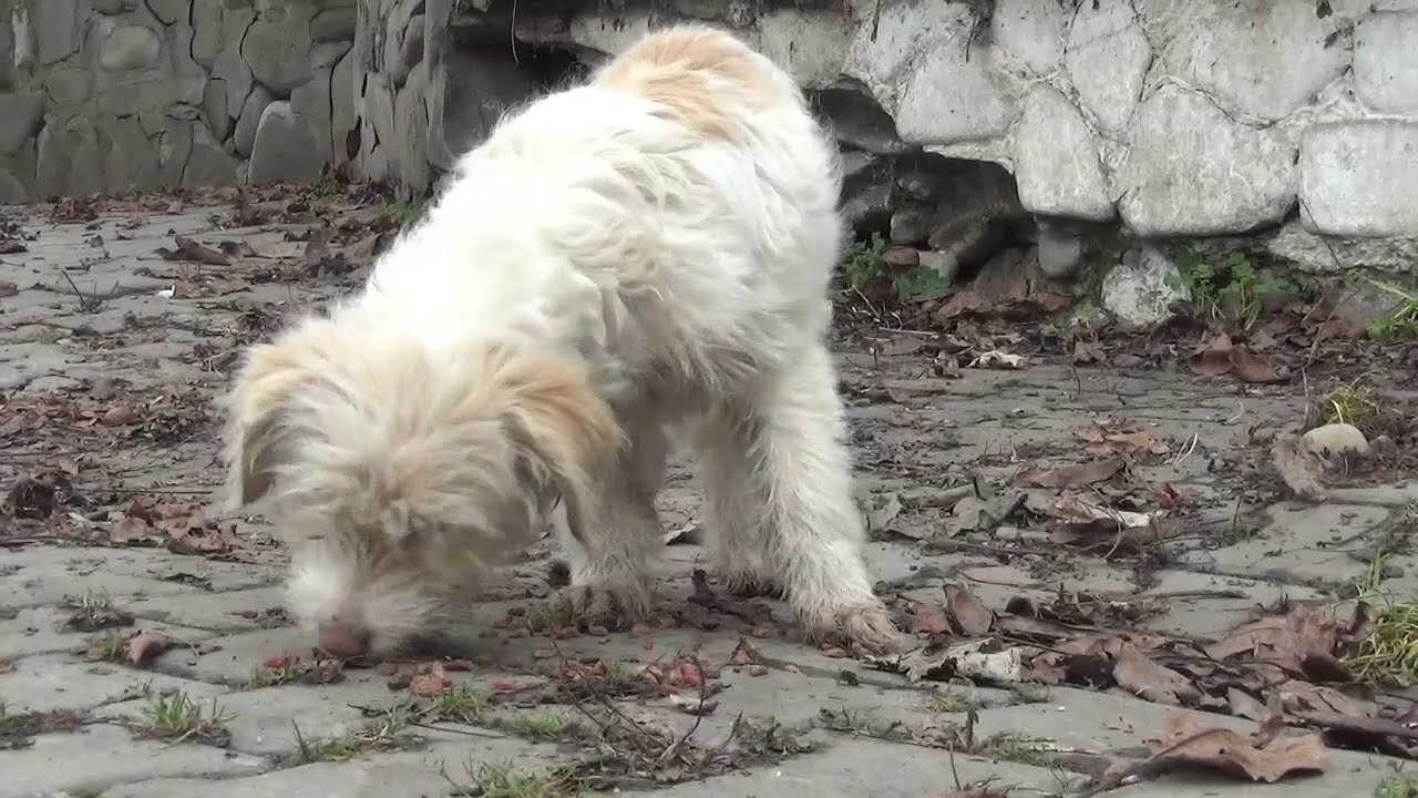 Caini Fara Adapost si Fara Mancare - YouTube