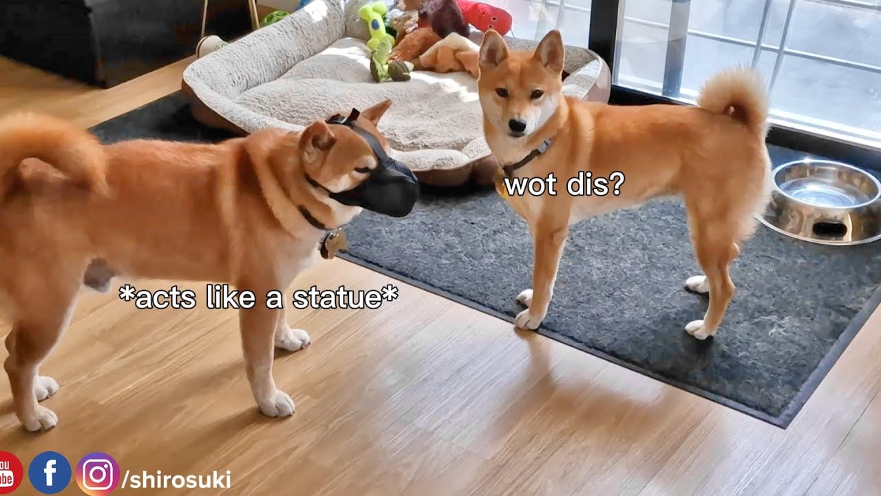 Shiro and Raya reacts to him wearing a muzzle - YouTube