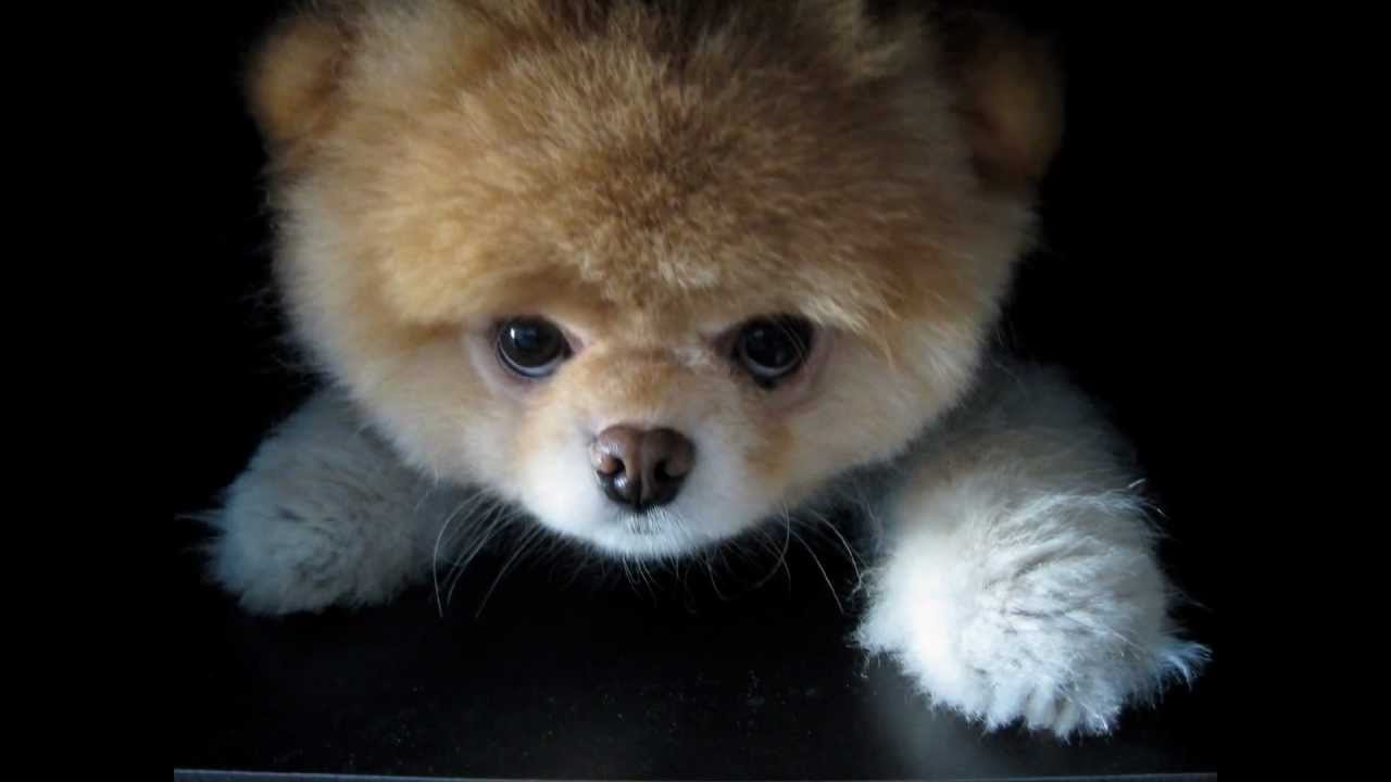 Boo-The World's CUTEST Dog ♥ - YouTube