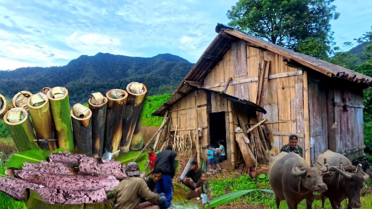 Proses Membajak sawah dengan cara tradisional | Masak nasi bambu dan ...
