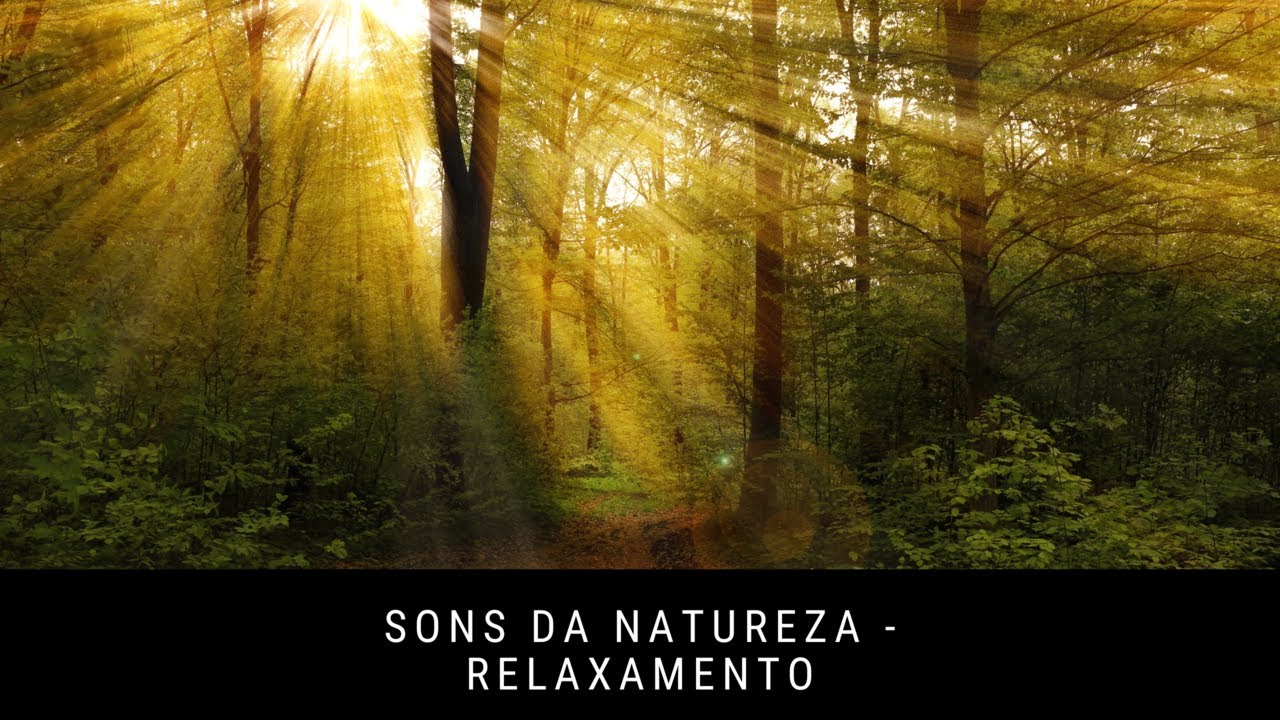 Música Para Meditar e Relaxar || Sons da Natureza - YouTube