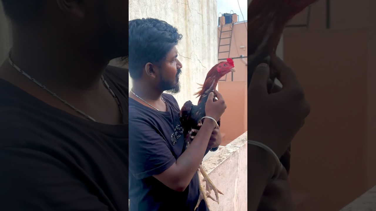 Dhanush funk hairstyle comedy | Comedy with sanda saval #comedy # ...