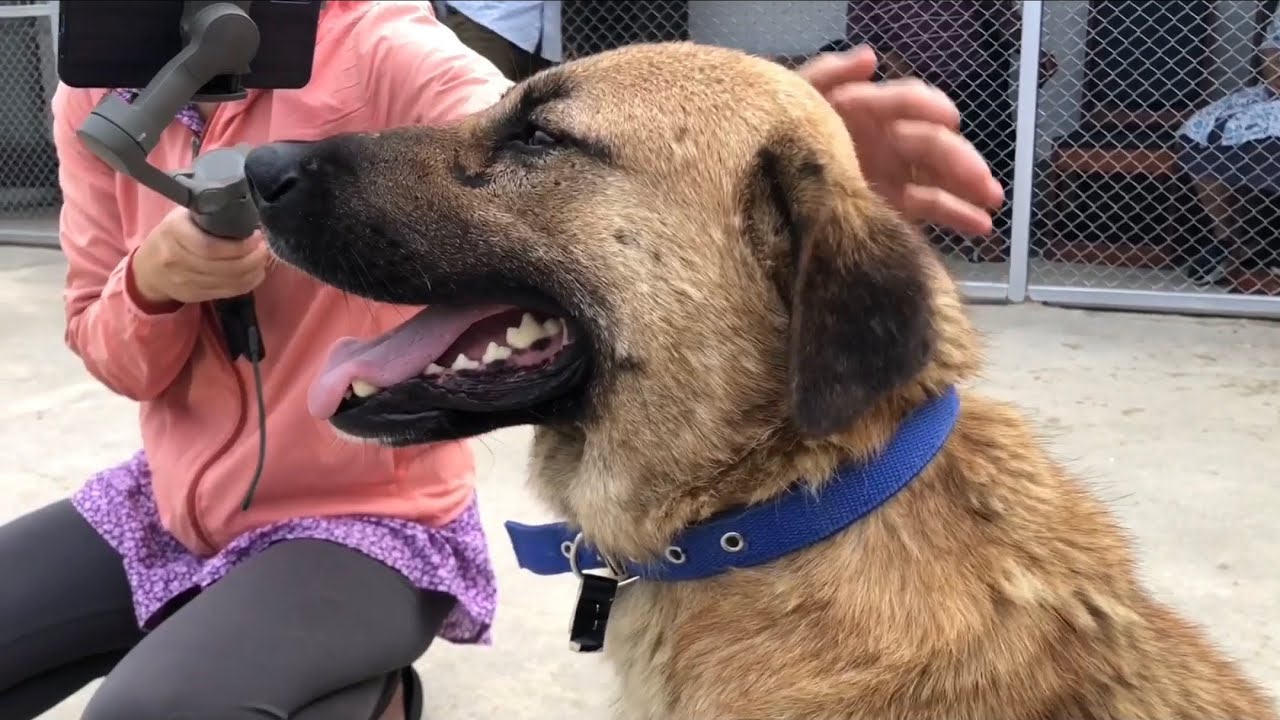 Stray Dog Finally Get To Stay On Shelter ️/Street Dogs Happy To Get ...