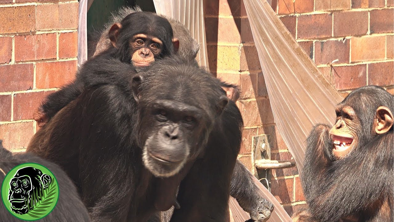 Mind Your Head Baby Chimp Jeff - YouTube